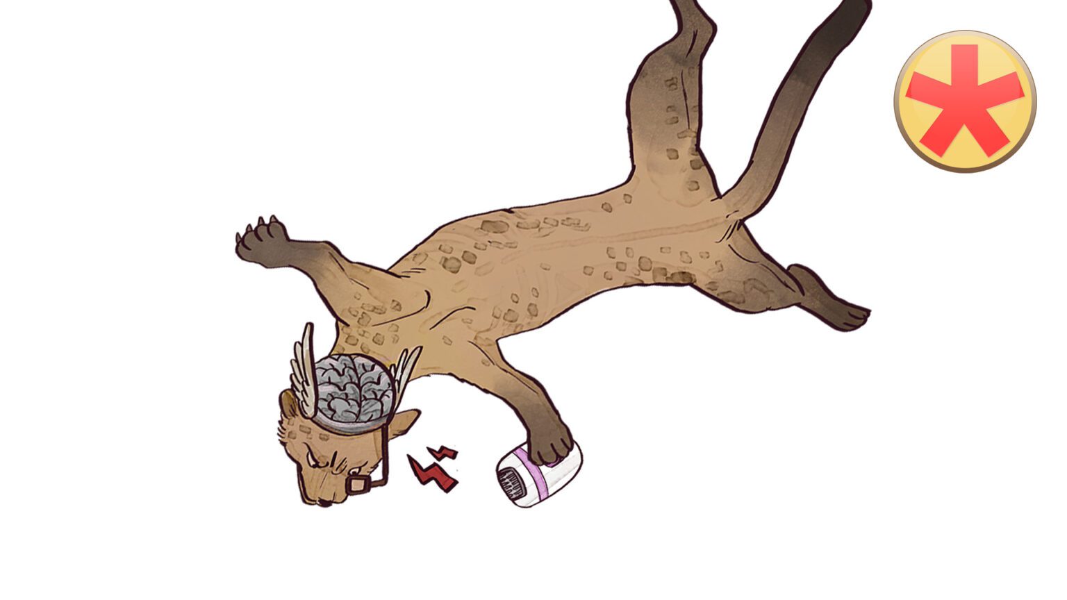 Hirnhäute, Epiduralhämatom & Subduralhämatom - lernen mit den ...